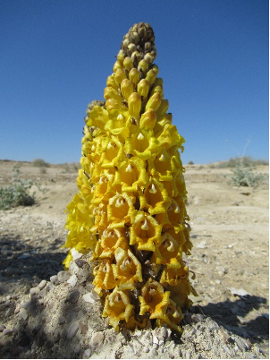 The taxonomy of desert hyacinths (Cistanche) | Oxford Botanic Garden ...