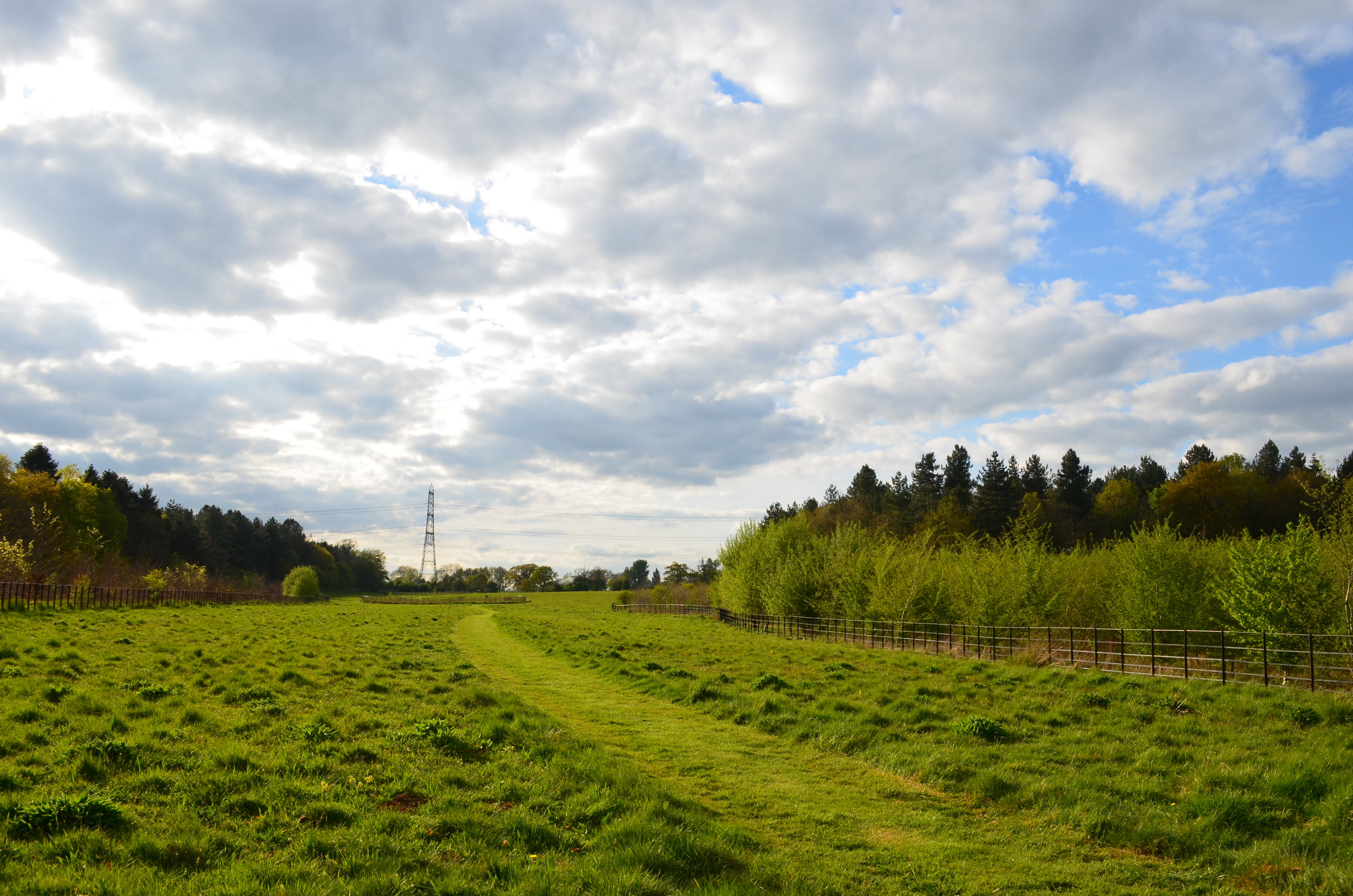 Wildflower Meadows | Oxford Botanic Garden and Arboretum