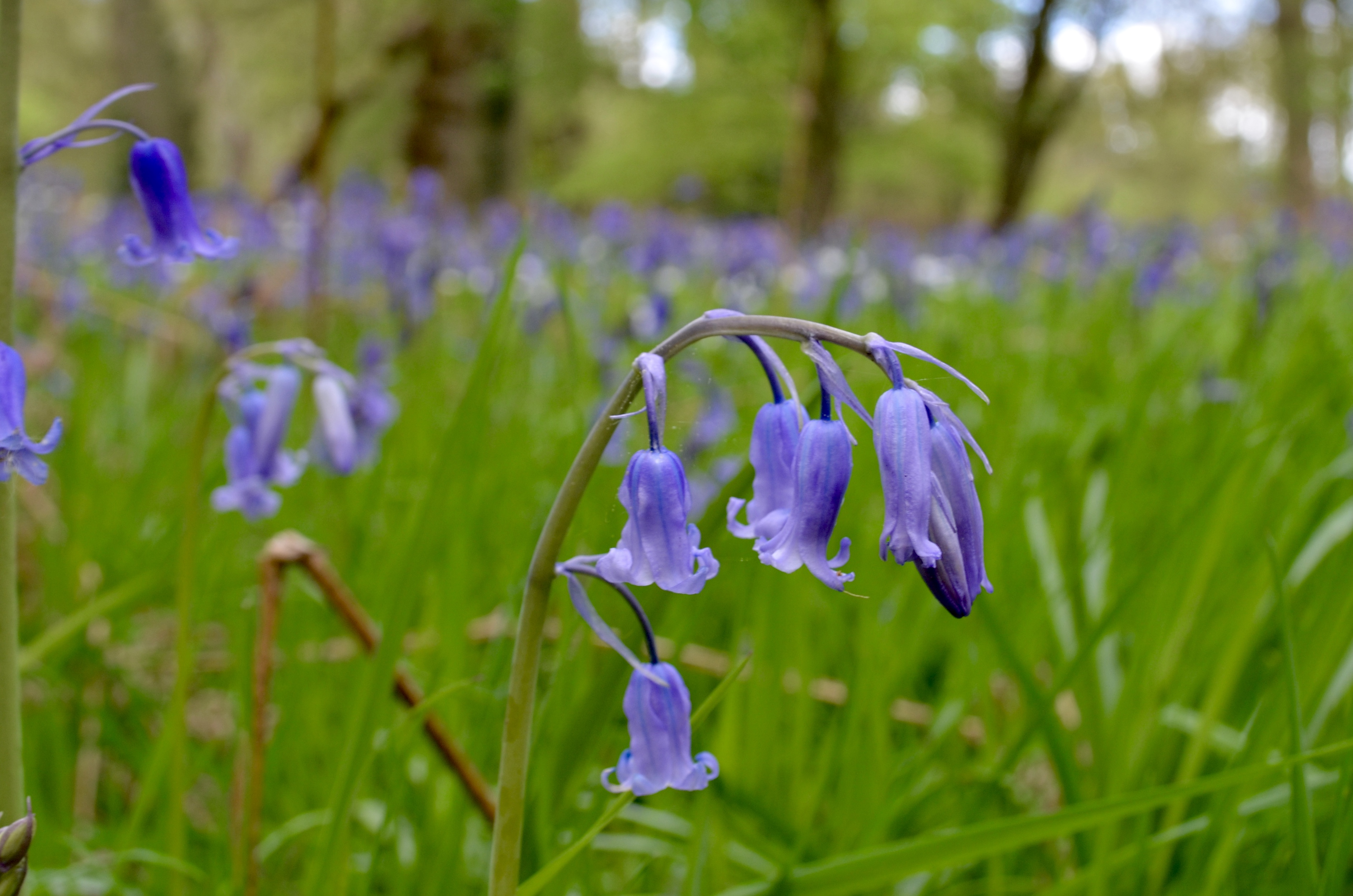 Bluebell Photography Course | Oxford Botanic Garden and Arboretum