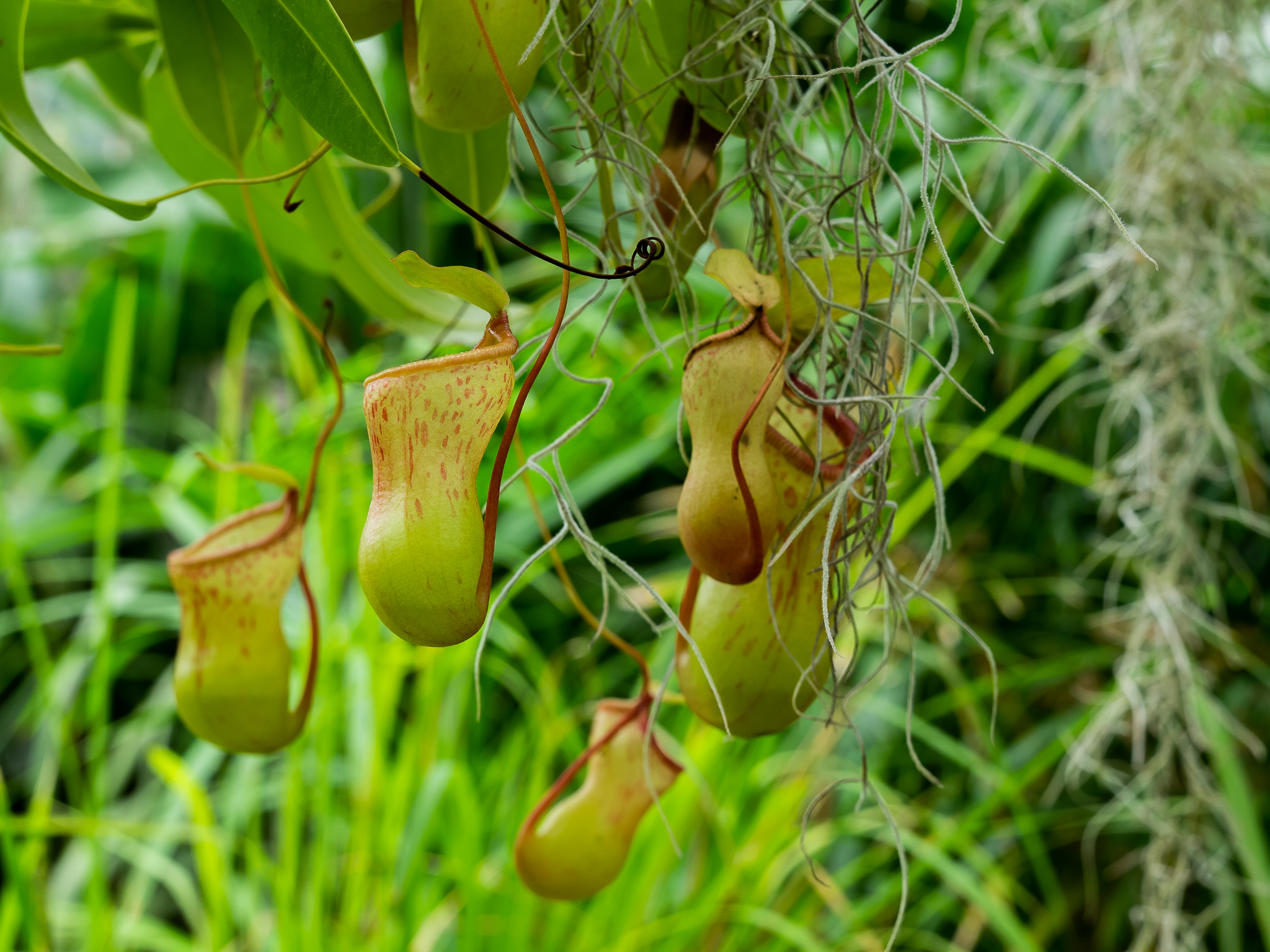 Biomimetics: exploiting plants for design in technology | Oxford ...