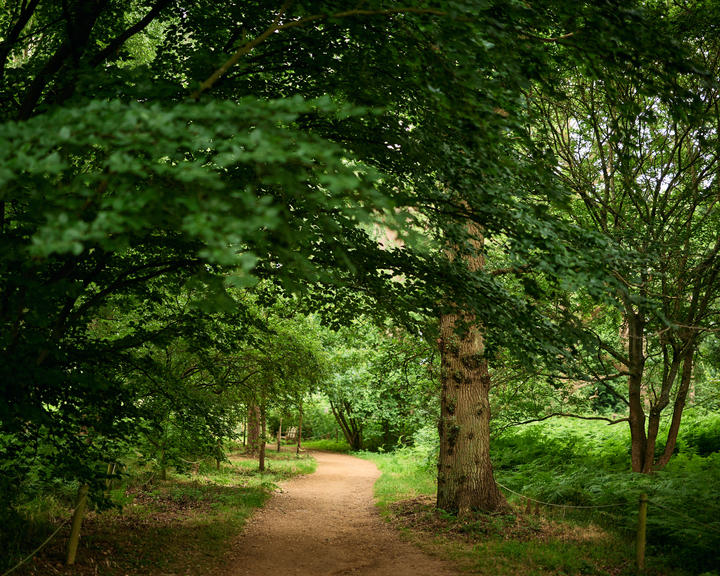 Deciduous Tree Identification - Practical Course | Oxford Botanic ...