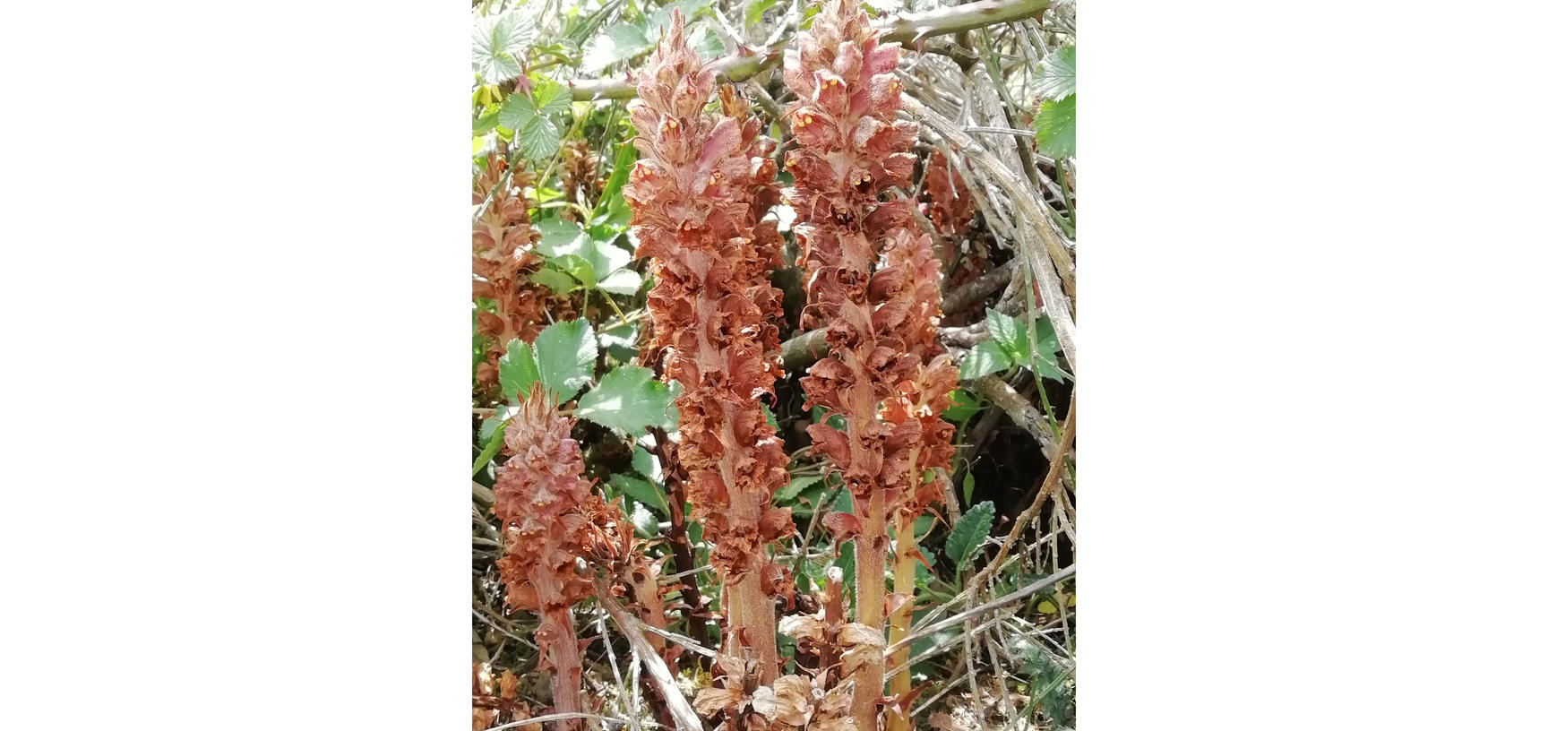 Oxford Botanic Garden carries out Orobanche rapum-genistae conservation ...