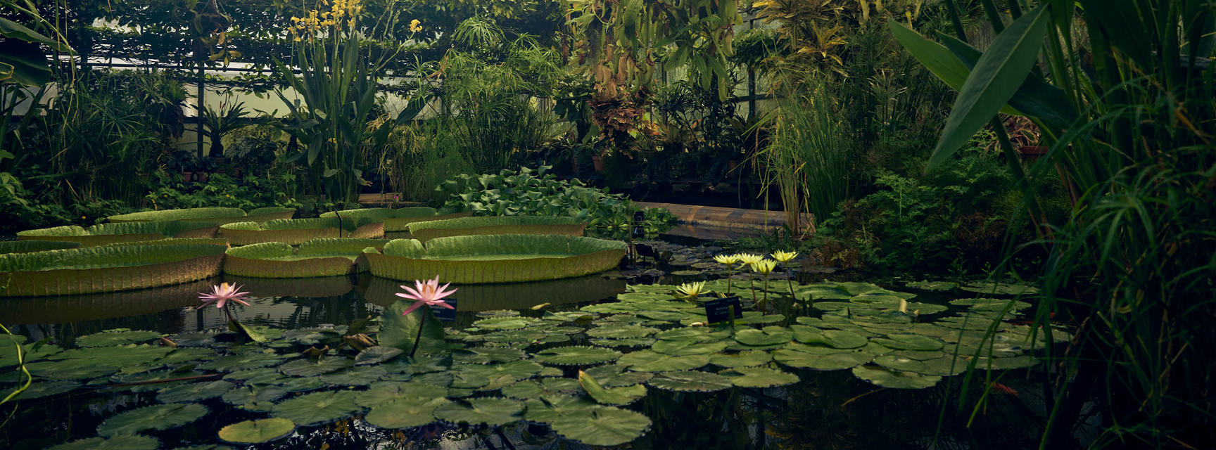 Visit Oxford Botanic Garden Oxford Botanic Garden and Arboretum