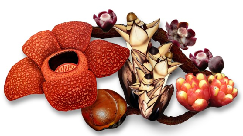 The evolution of parasitic plants | Oxford Botanic Garden and Arboretum