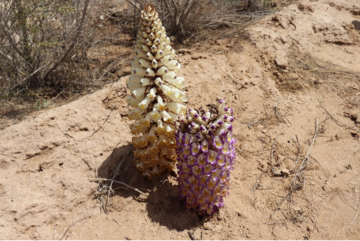 The taxonomy of desert hyacinths (Cistanche) | Oxford Botanic Garden ...